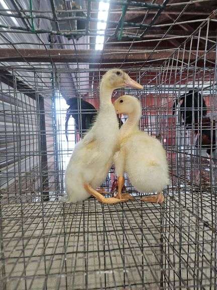 2 Ducklings - 1 Fawn/white Indian Runner Hen & Pekin Hen - Rogers ...