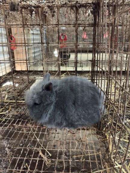 Blue & Gray Lionhead Doe Bunny - DOB: 3/5/25 - Rogers Community Auction ...