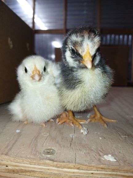 5 Barnyard Mix Chicks - Rogers Community Auction Inc.
