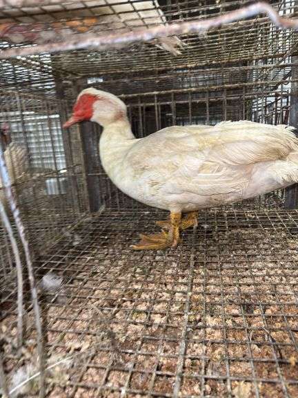 Muscovy Drake - Rogers Community Auction Inc.
