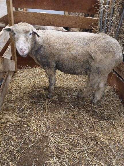 Dorset Bred Ewe - 2 Years Old - Rogers Community Auction Inc.