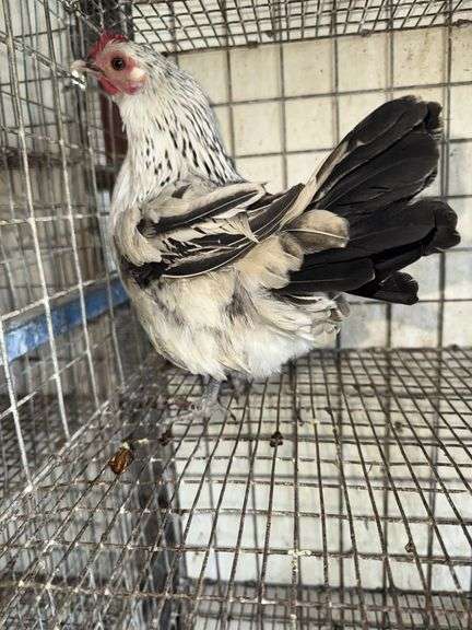 1 Splash Bantam Laying Hen - Under a Year Old - Rogers Community ...