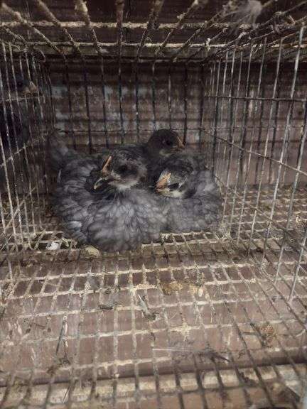 3 Blue Plymouth Rock Pullets - 4 Wks Old - Off Heat - Rogers Community ...