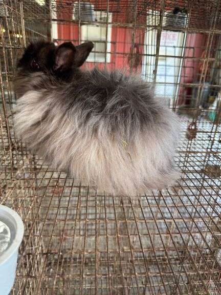 Siamese Sable Jersey Wooly Buck - Rogers Community Auction Inc.