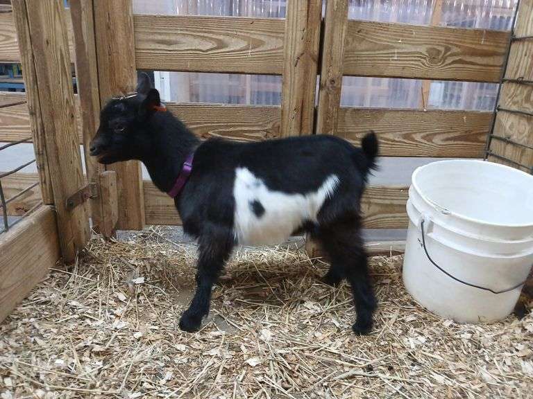 Black & White Blue Eyed Nigerian Dwarf Buckling "Bowser" Born 1/31/25 ...