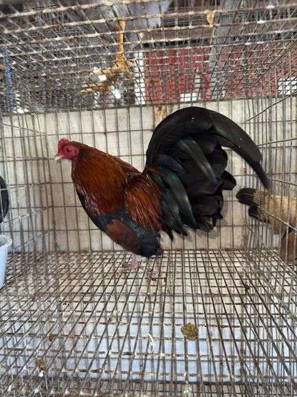 BB Red Banty Rooster - Rogers Community Auction Inc.