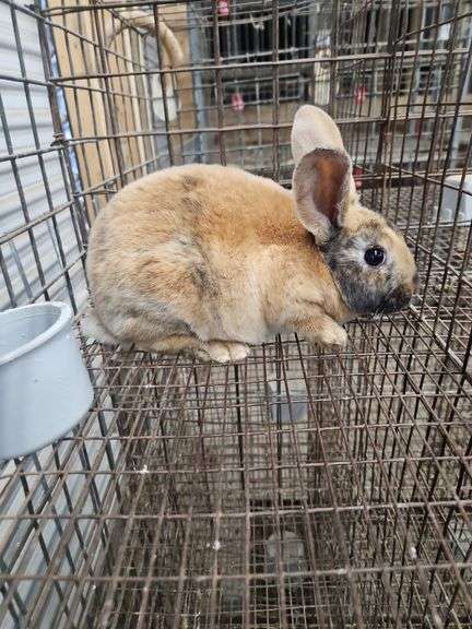 Brown Mini Rex Harlequin Doe w/ Pedigree - Rogers Community Auction Inc.