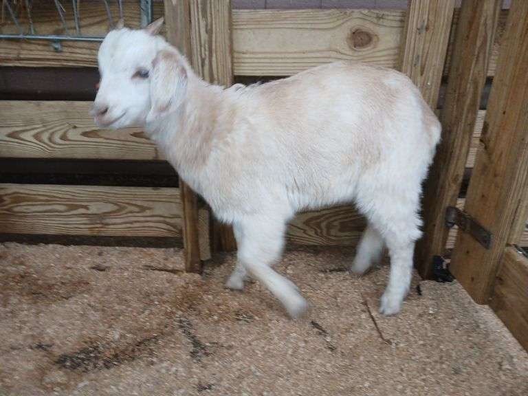 White Kiko Billy - 3 Months Old - Rogers Community Auction Inc.