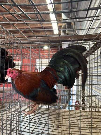 BB Red Banty Rooster - Rogers Community Auction Inc.