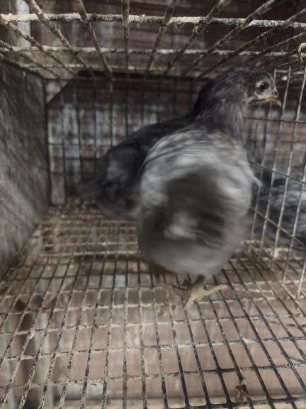 3 Blue Plymouth Rock Pullets - 4 Wks Old - Off Heat - Rogers Community ...
