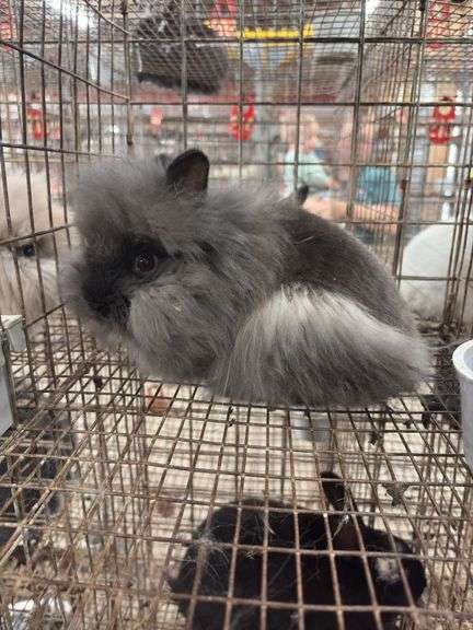 Tort Lionhead / Angora Buck - Rogers Community Auction Inc.