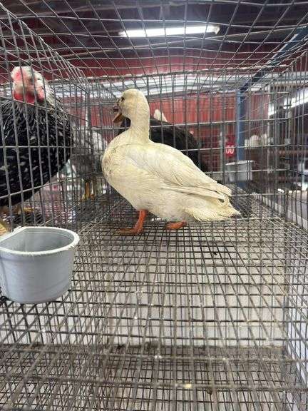 Call Duck Drake - Rogers Community Auction Inc.