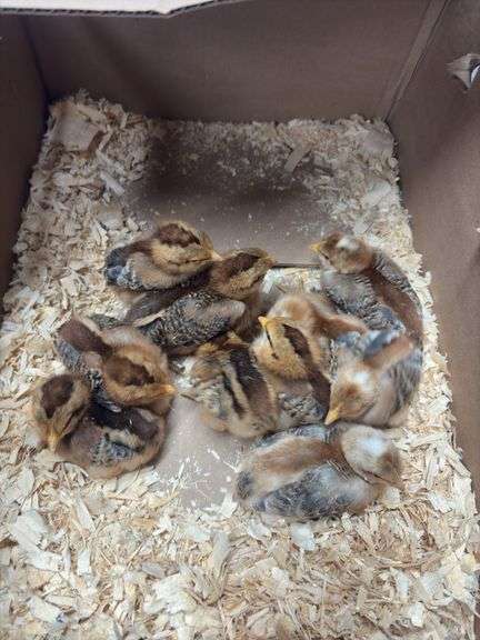 10 Beilefelder Chicks - 1 Wk Old - 4 Male - 6 Female - Rogers Community ...