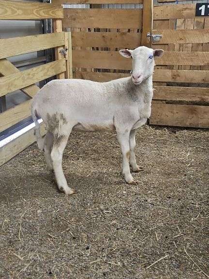 Ewe - 3yrs Old - Rogers Community Auction Inc.
