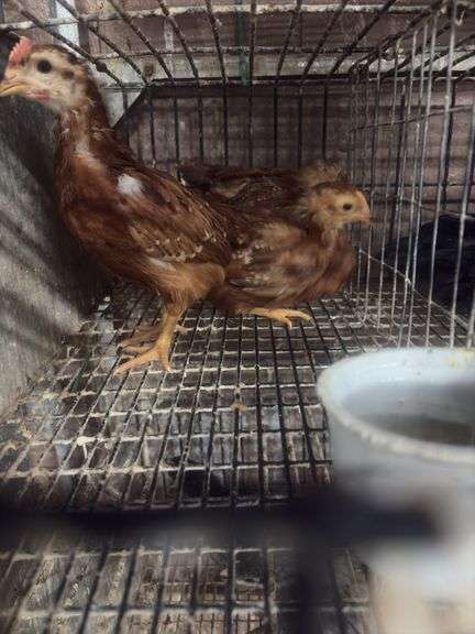 Trio Rhode Island Reds - 4 Wks Old - Off Heat - Rogers Community ...