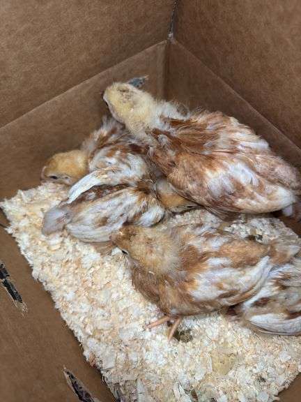 5 Golden Buff Pullets - 3 Wks Old - Rogers Community Auction Inc.