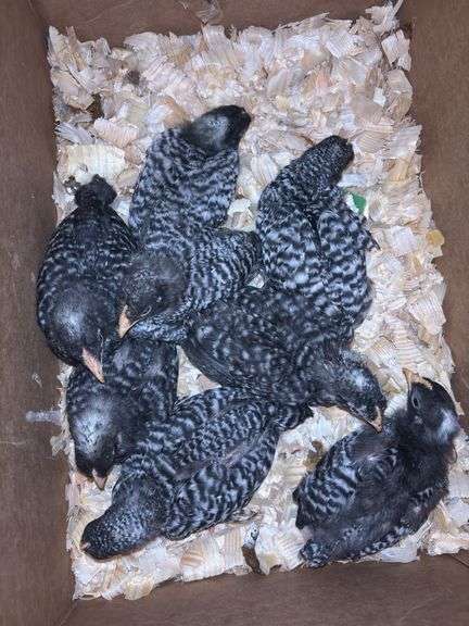 8 Barred Rock Pullets - 3 Wks Old - Rogers Community Auction Inc.