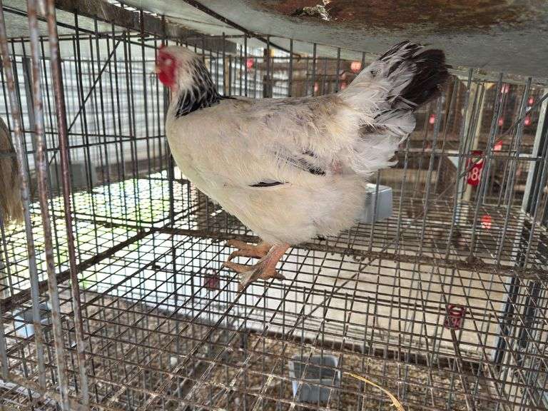 Light Brahma Hen - Rogers Community Auction Inc.