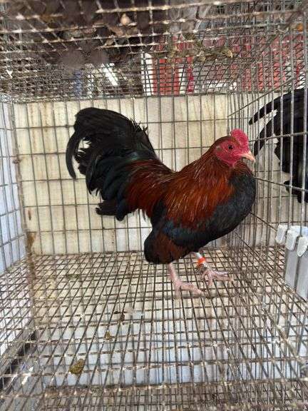 BB Red Banty Rooster - Rogers Community Auction Inc.