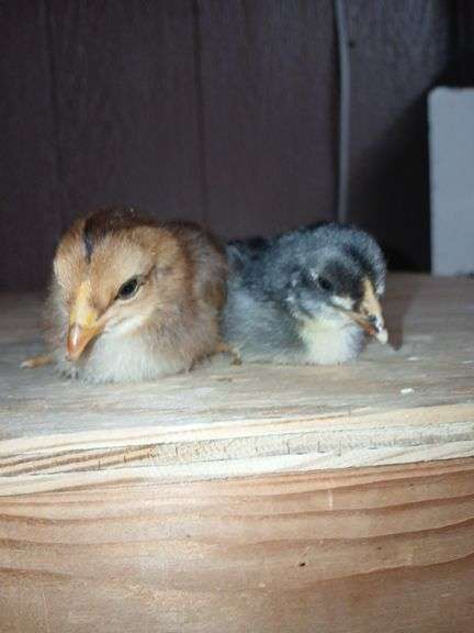 5 Barnyard Mix Chicks - Easter Egger/Barred Rock - Rogers Community ...
