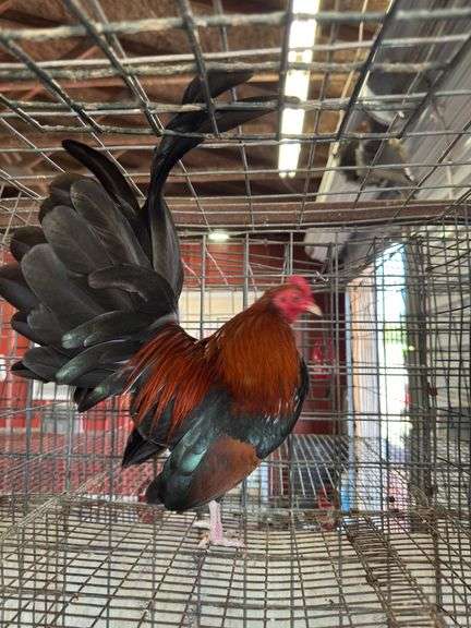 BB Red Banty Rooster - Rogers Community Auction Inc.