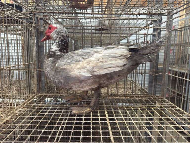 Muscovy Drake - Rogers Community Auction Inc.