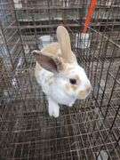 Tri Color Rex Buck w/ Pedigree - Rogers Community Auction Inc.