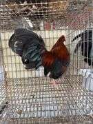 BB Red Banty Rooster - Rogers Community Auction Inc.