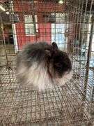 Siamese Sable Jersey Wooly Buck - Rogers Community Auction Inc.