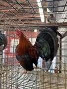 BB Red Banty Rooster - Rogers Community Auction Inc.