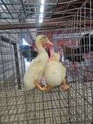 2 Ducklings - 1 Fawn/white Indian Runner Hen & Pekin Hen - Rogers ...