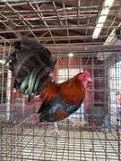 BB Red Banty Rooster - Rogers Community Auction Inc.