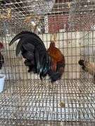 BB Red Banty Rooster - Rogers Community Auction Inc.