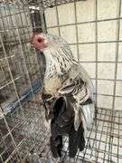 1 Splash Bantam Laying Hen - Under a Year Old - Rogers Community ...