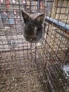 Chestnut Lionhead Buck "Pepper" - Kid Raised - Rogers Community Auction ...