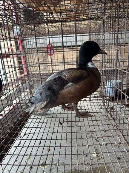 Call Duck Drake - Rogers Community Auction Inc.