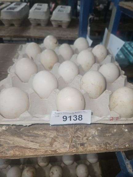 15 Fertile Muscovy Duck Eggs - Mixed Colors - Rogers Community Auction Inc.