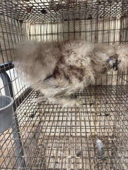 Chocolate Splash Frizzle Silkie Rooster - Rogers Community Auction Inc.