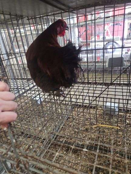 Gold Deathlayer Rooster - 9 Months Old - Rogers Community Auction Inc.