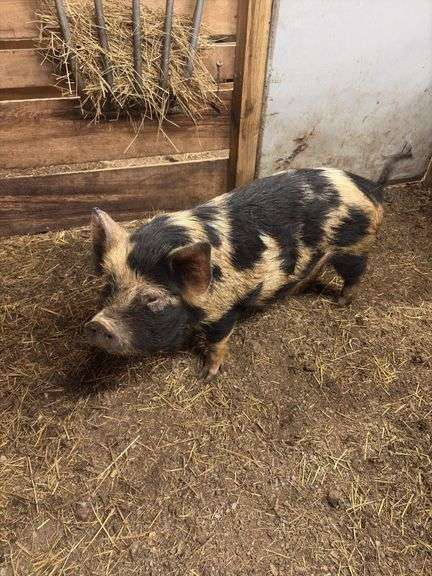 Registered Double Waddled Sow Kune Kune Pig w/ Papers - See Description ...
