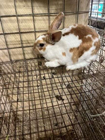 Tri Color Mini Rex Jr Buck - Rogers Community Auction Inc.