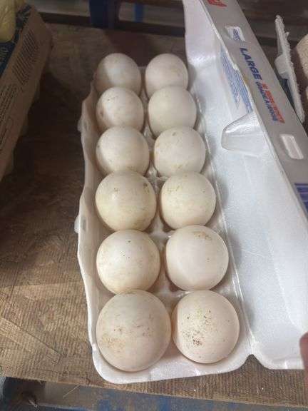 1 Doz Fertile Chocolate Runner Duck Eggs - Rogers Community Auction Inc.
