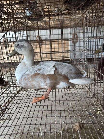 Call Duck Drake - Rogers Community Auction Inc.