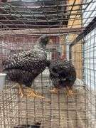 2 Rustic Rock Pullets - 8wks Old - Rogers Community Auction Inc.
