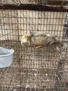 Blue & White Ancona Call Duck - 1yr Old - Rogers Community Auction Inc.