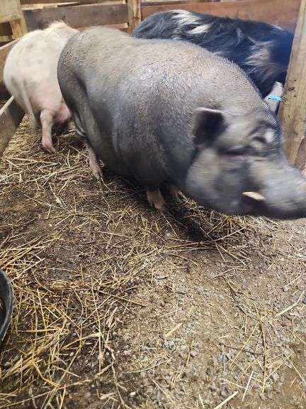 Black Male Kune Kune Cross Pig - Have Tusks - Rogers Community Auction Inc.