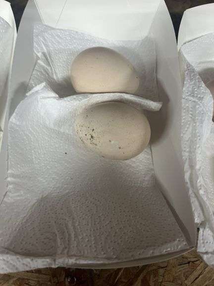 2 Fertile Indian Blue / Pied Peafowl Eggs - Rogers Community Auction Inc.