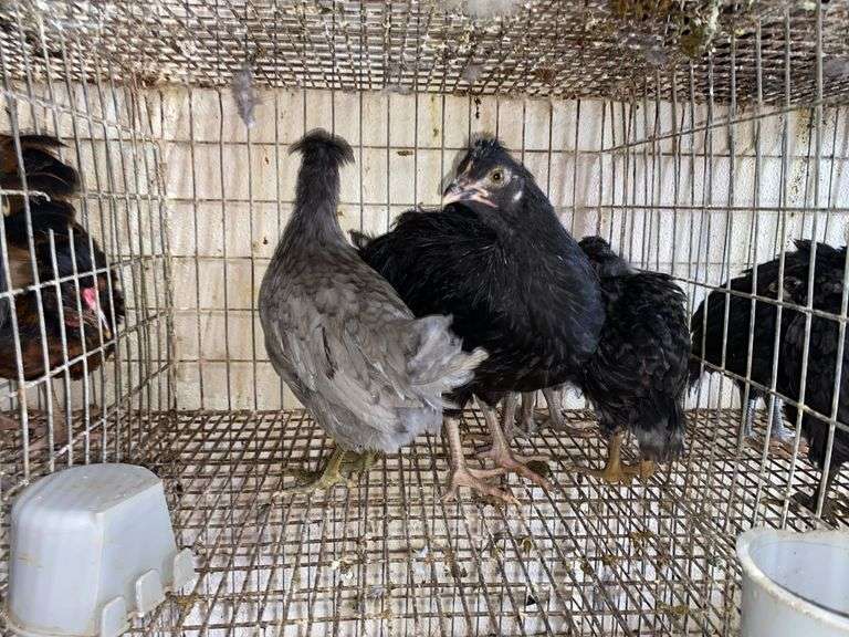 5 Barnyard Mix Pullets - Rogers Community Auction Inc.