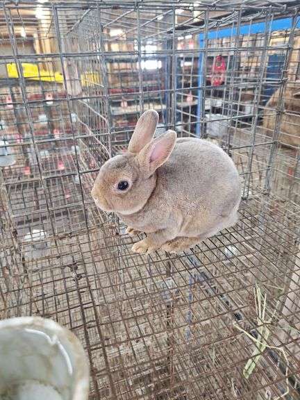 Lynx Mini Rex Jr Buck - 5 Mos Old - Showable - Rogers Community Auction ...