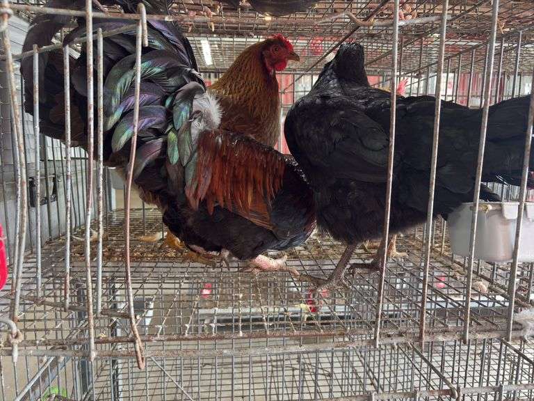 3 Barnyard Mix Hens & 1 Rooster - Rogers Community Auction Inc.